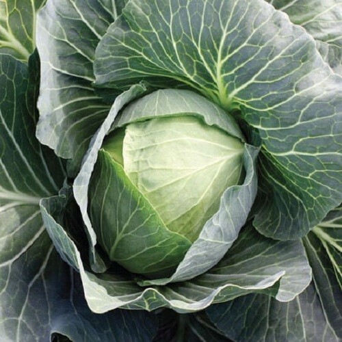 CABBAGE MINI BALL F1 HYBRID SEEDS Vegetable Seed Mini Ball F1 Hybrid ...