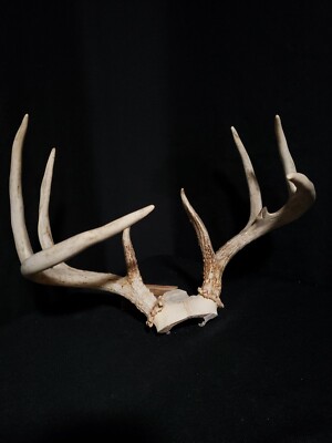 Whitetail Deer Antlers 130 Inch 10 Point Buck!!! Wedding taxidermy ...