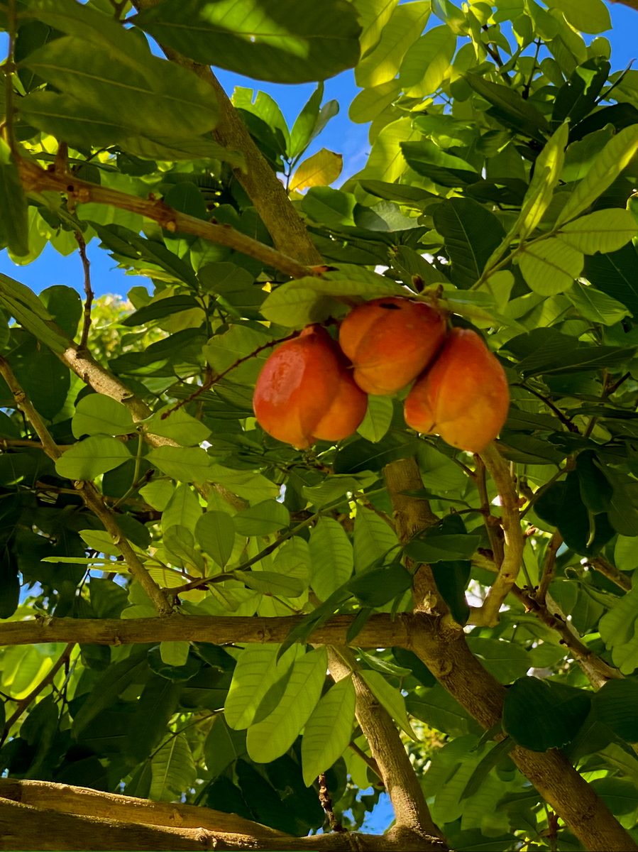 Arvore Ackee Jamaicana File:Jrb Jamaica 2004 Ackee 001.JPG Wikipedia