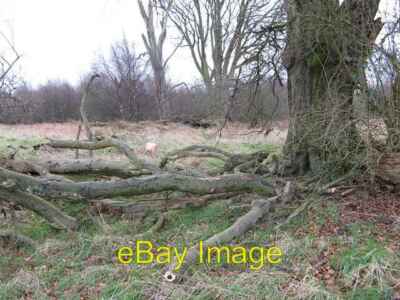 Photo 6x4 Shallow reentrant Calder Wood Livingston Orienteering control ...