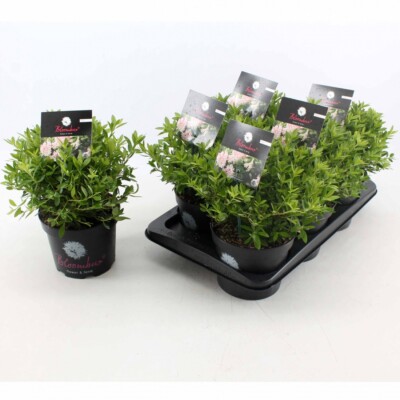 Rhododendron Bloombux ca. 30 cm Kompakter Zwerg-Rhododendron für Garten ...