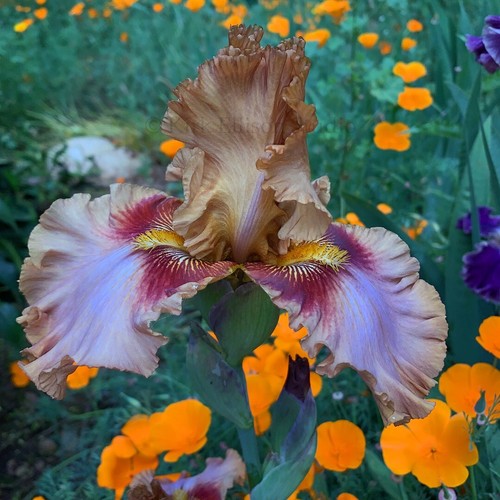 Tall Bearded Iris Rhizome "TOUCH OF MAHOGANY" Barry Blyth 1999 | eBay
