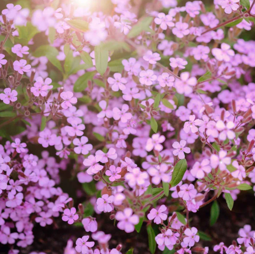 Landscaper's Pack ULTIMATE GROUNDCOVER MIX w/ Perennials Non-GMO 5000 ...