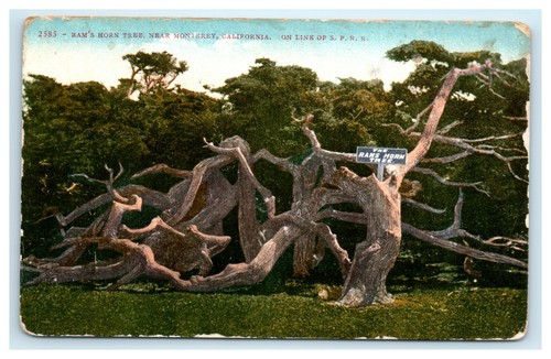 POSTCARD Ram's Horn Tree Near Monterey California Southern Pacific ...