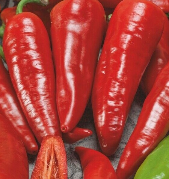 CHILLI BIG JIM 10+ seeds heirloom Officially worlds biggest chilli huge ...