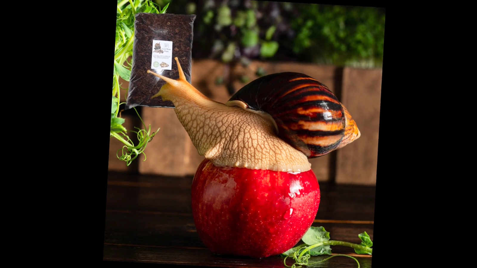 Bugznbits Tropical Vivarium Substrate, Coco Coir Husk & Chip, Tortoise ...