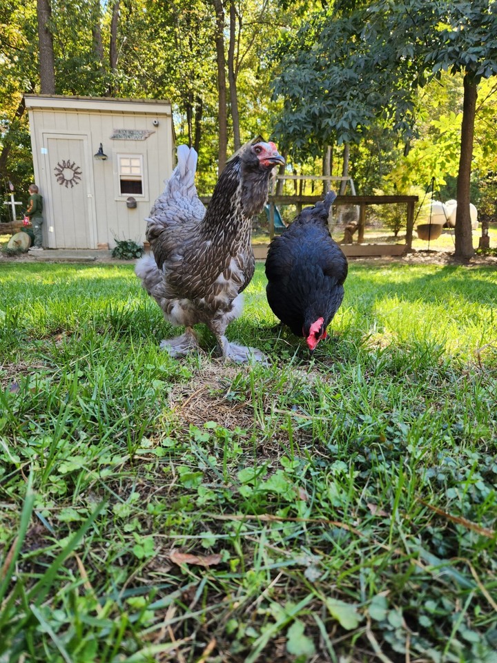 Easter Egger DOZEN HATCHING EGGS Pink, Blue, Green, Olive, Moss, Chocolate Etc | eBay