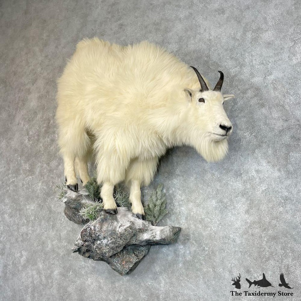 #27786 P | Mountain Goat Life-Size Taxidermy Mount For Sale | eBay