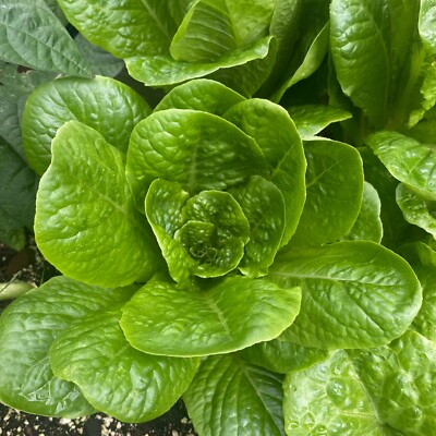 Giant Caesar Romaine Lettuce Seeds 150 mg non-gmo Heirloom | eBay