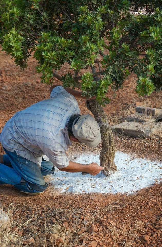 CHIOS Natural Mastic Fine Powder Mastixa Top Quality Fast Free Ship 25 ...