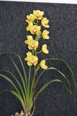 Marilyn Thomas 5043 | eBay Australia