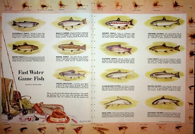 Original "Fast Water Game Fish" Article by Richard Harker, 1952 | eBay