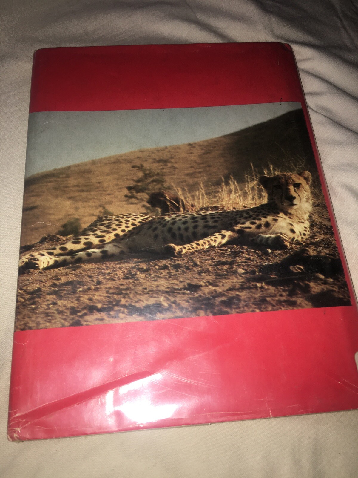 Cheetah, Nature's Fastest Racer by Randall L. Eaton (1981, Hardcover ...