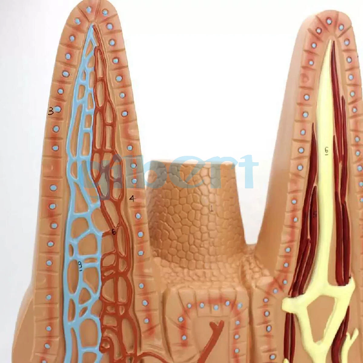 Small Intestine Villi Model