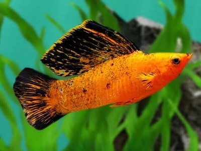 3 MALE Red Leopard Sailfin Molly - Awesome Healthy Lively ! 🌿 Live Fish ...