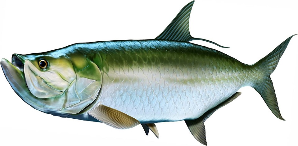 Tarpon Fish Beautiful Vinyl Sticker Fish Decals for Boat Car Vehicle ...