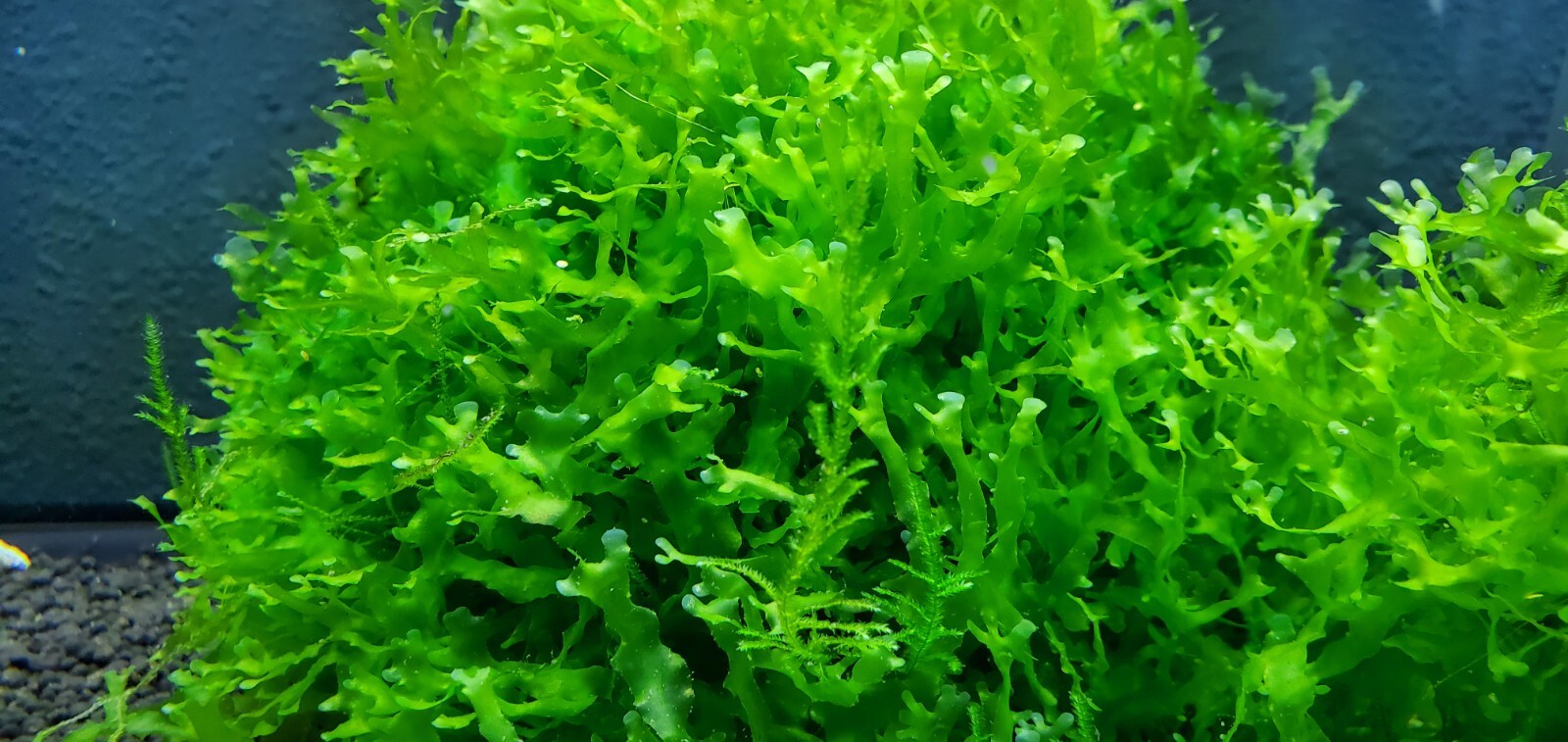 Subwassertang | eBay