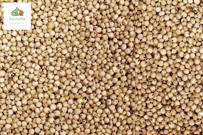 20kg WHITE DARI SEED Wild Bird Food / Caged Bird Food / Fishing ...