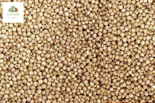 20kg WHITE DARI SEED Wild Bird Food / Caged Bird Food / Fishing ...