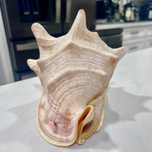 Gorgeous Natural Queen Helmet Conch Shell Horned Large Seashell 7.5” X ...