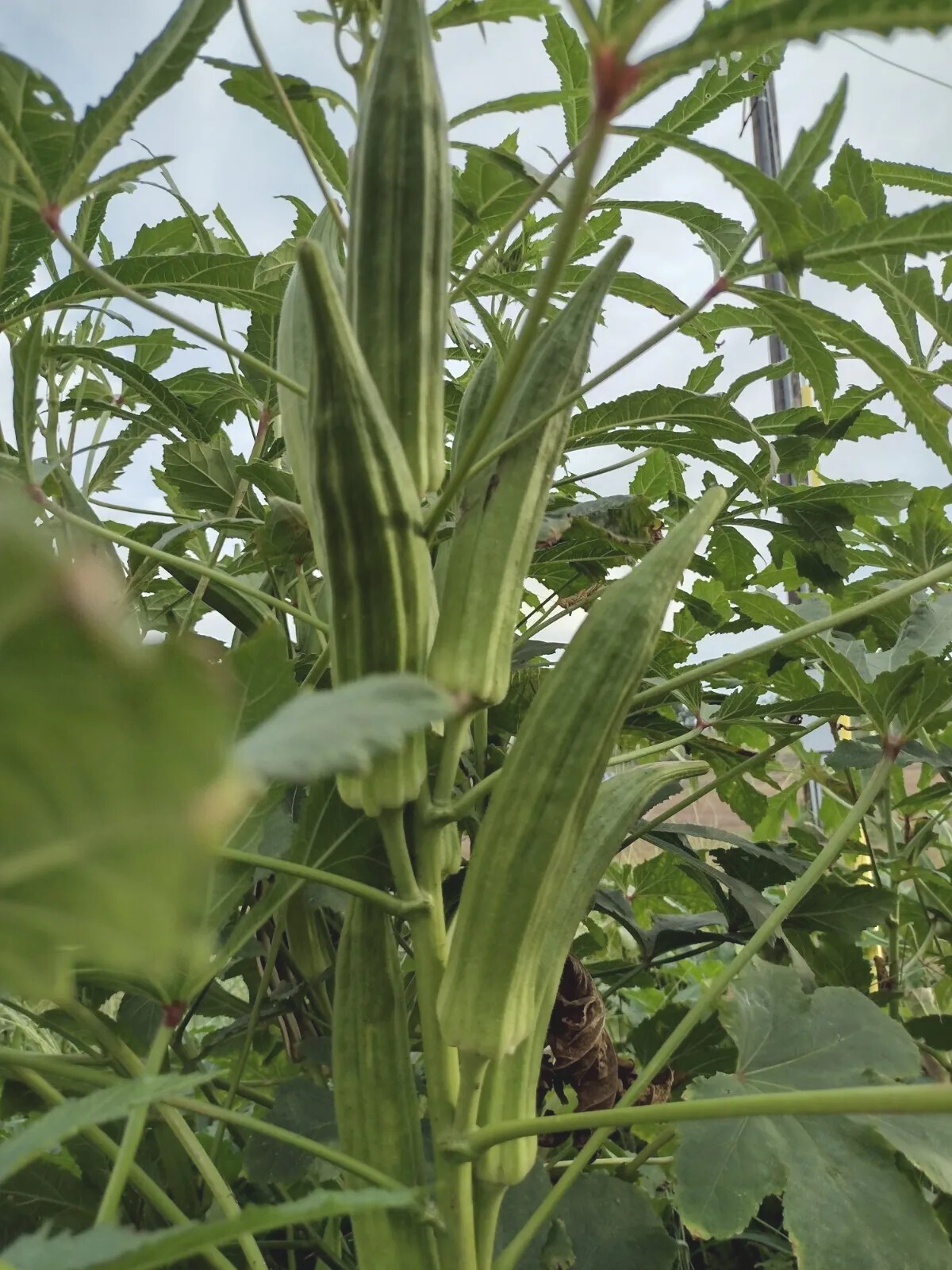 Okra TEXAS COWHORN Heirloom Most Productive Okra 50+ SEEDS/Plant Non ...