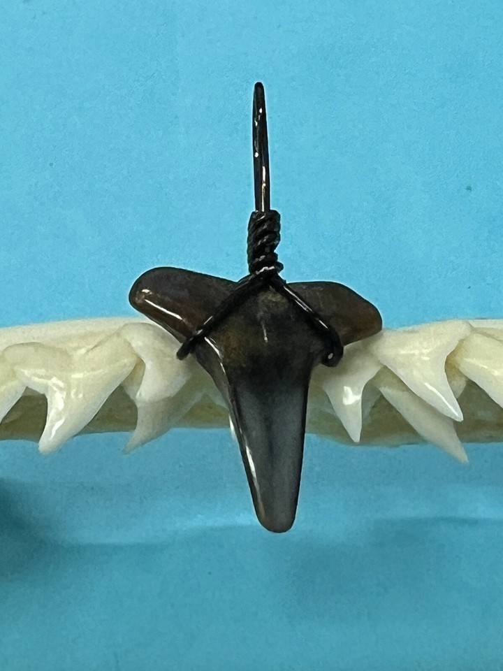 SHARK TOOTH PENDANT…5/8 Inch Fossilized LEMON Shark Tooth from Venice ...