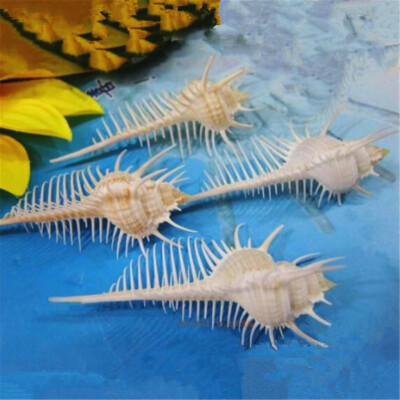 1/2PCS Natural Venus Comb Indian Ocean Sea Shell Conch Beach Aquarium ...