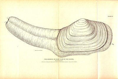 Giant Clam Drawing