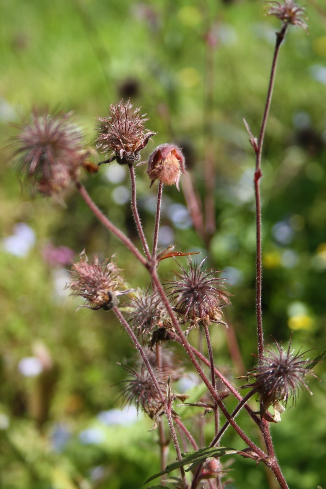 Wild Flower Seeds Water Avens Geum rivale Native Bee Friendly Garden ...