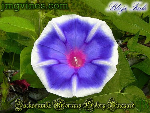Bluji Fade Japanese Morning Glory 6 Qty | eBay