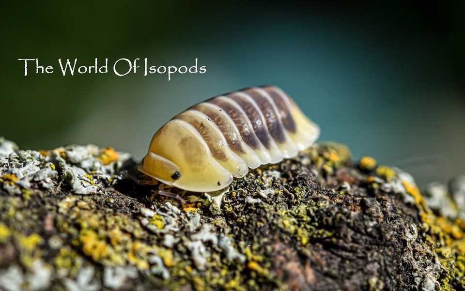 Jupiter isopod 10ct + LAG | eBay