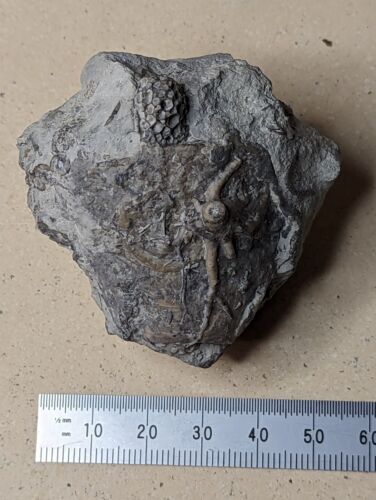 Fossil Crinoid Eucalyptocrinus from Silurian Waldron Shale Indiana w ...