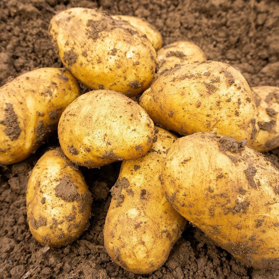 Seed Potatoes 70+ Varieties - Scottish Basic Seed Potatoes X20 Tubers ...