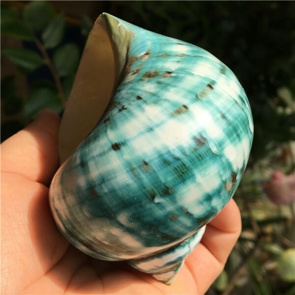 Conch Shell Blue