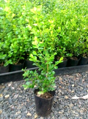 JAPANESE BOX Hedge 25cm high in 75mm (3") tubes ***Special 10 for $35 ...