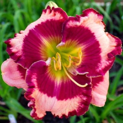 Raspberry Mountain Daylilies 2 fans Return and multiply yearly World's ...