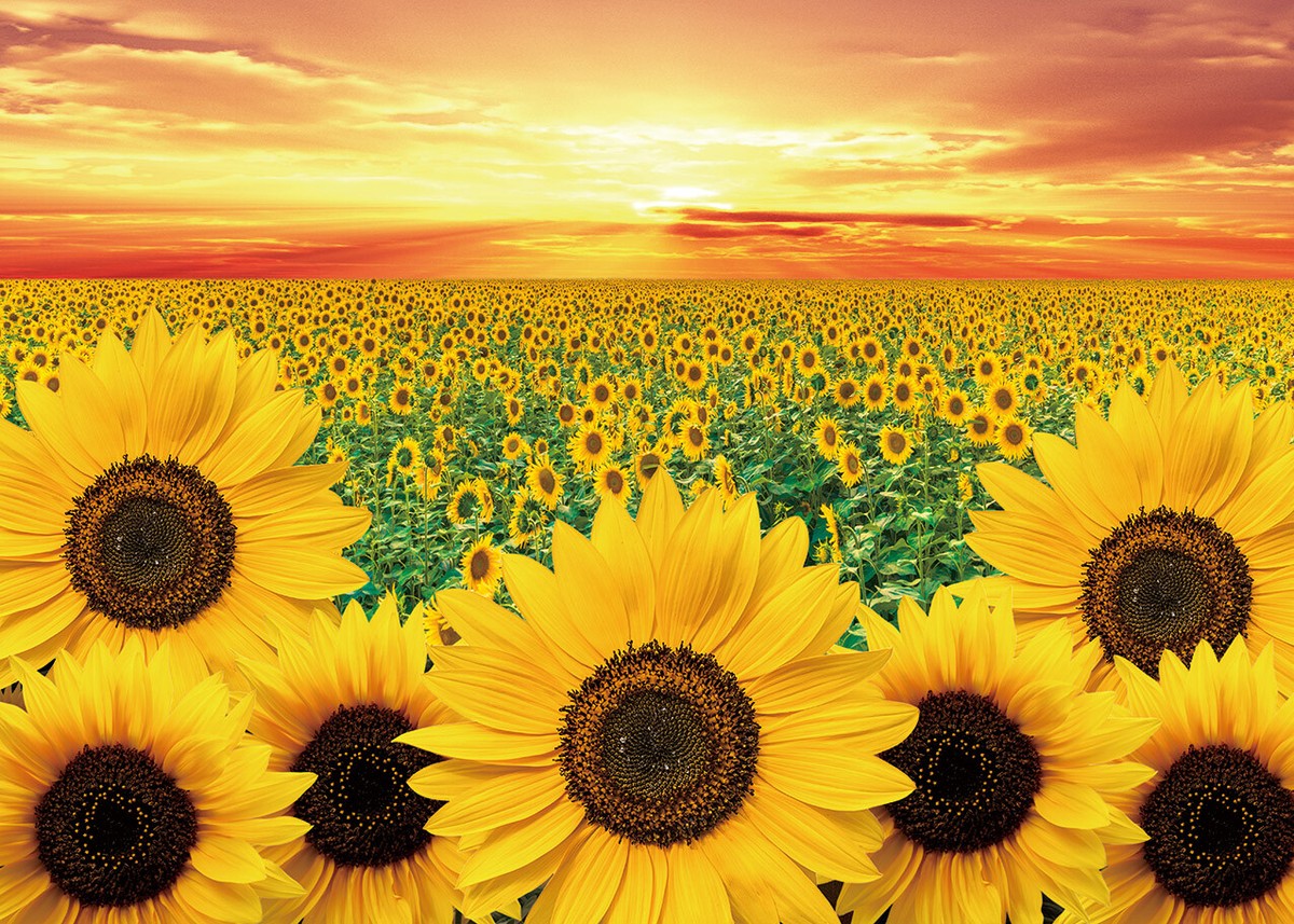 Sunflower Field Backgrounds