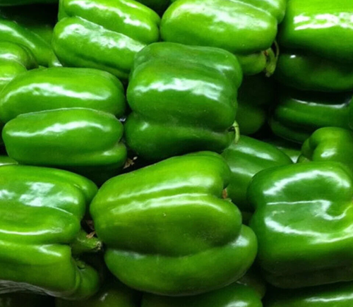 GREEN BELL PEPPER SEEDS 30+ Keystone Resistant Giant SWEET PEPPER FREE ...