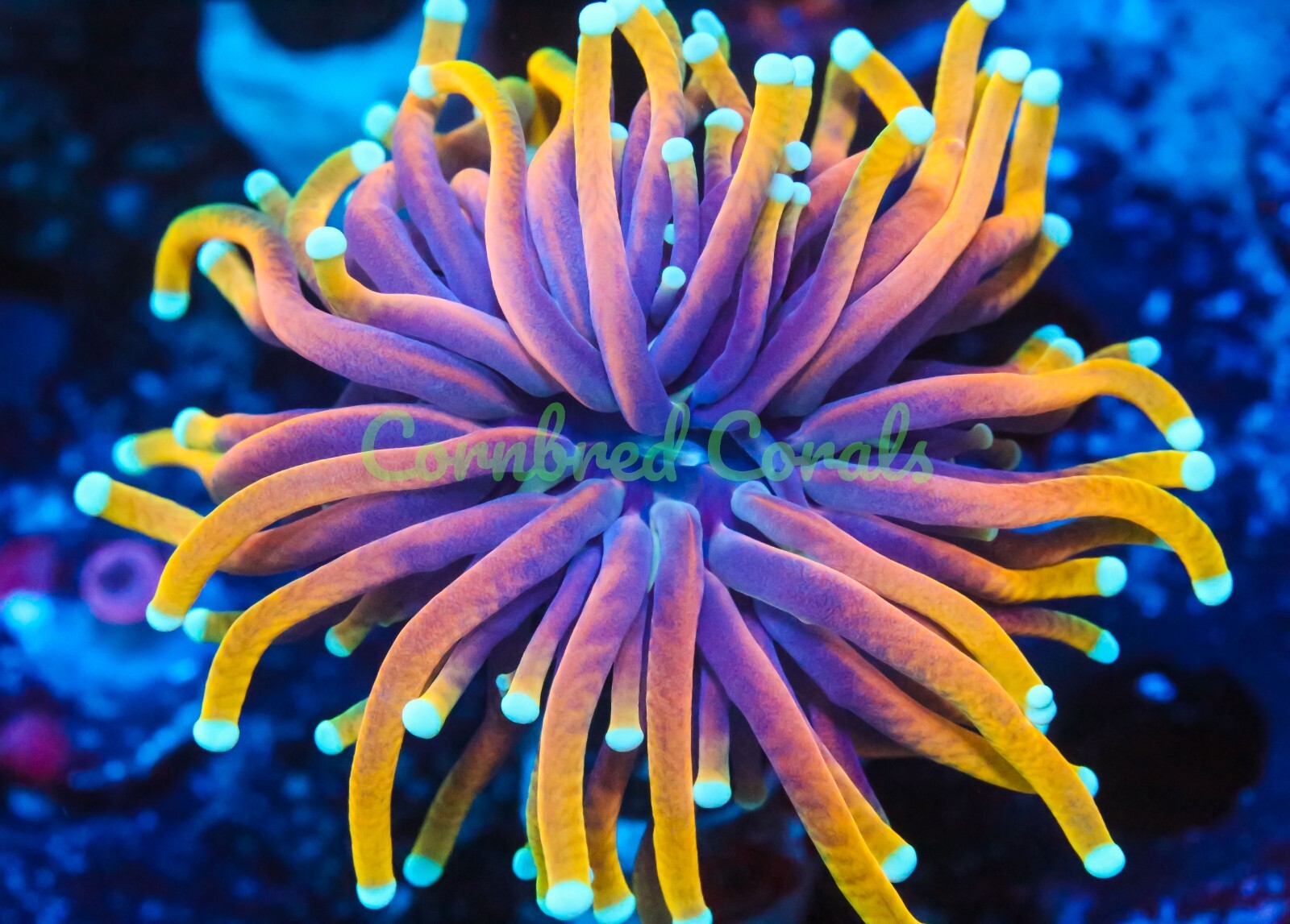 Cornbred's Dragon Soul Torch - Frag - LIVE CORAL | eBay