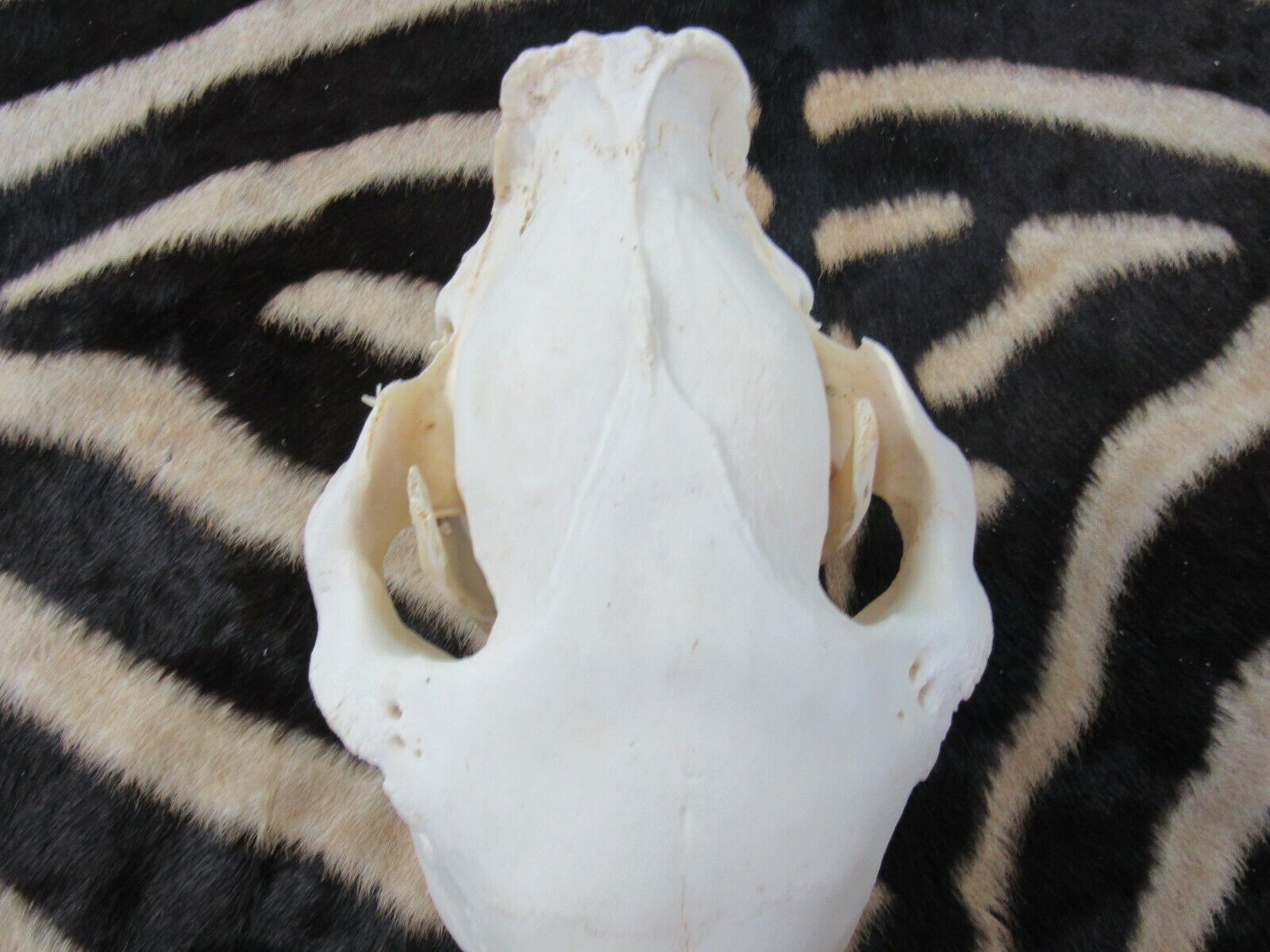 Zebra Skull African Zebra Full Skull Animal Skull African Zebra Real ...