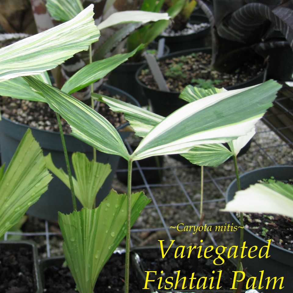 ~CARYOTA MITIS~ with VARIEGATED genes RARE FISHTAIL PALM Live Sml plant ...