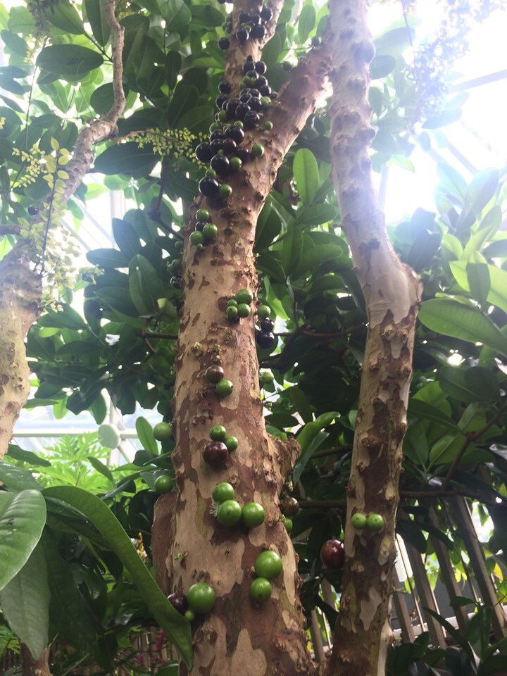 2ft LIVE Myrciaria Cauliflora Precoce - Dwarf Jaboticaba - Brazilian ...