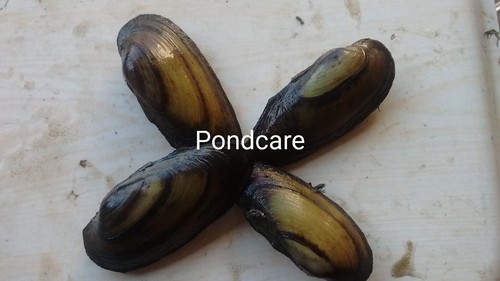 🇬🇧 NATIVE FRESH WATER MUSSELS.UNIO PICTORUM . X4 MUSSELS @ £18.85 UK ...