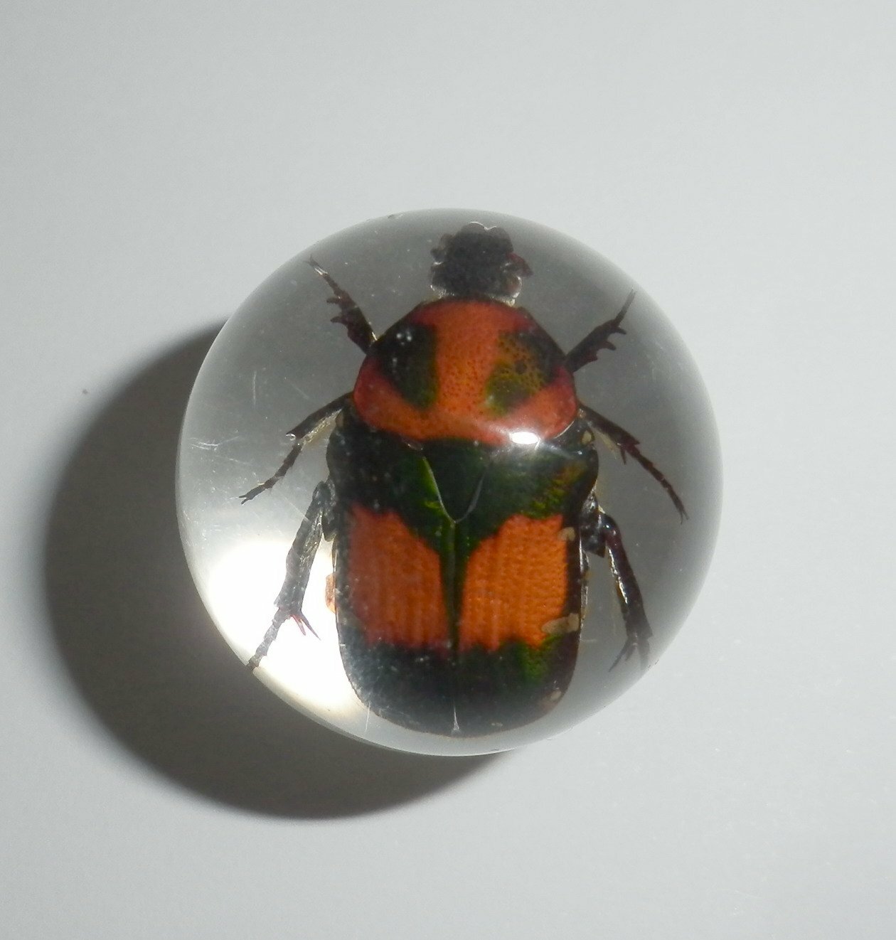 10 Insect Marble Collection Set plastic Box 2 cm Sphere Education Real ...