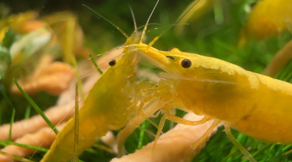 10 +1 Yellow Golden Back Shrimp Freshwater Neocaridina Live Guarentee ...