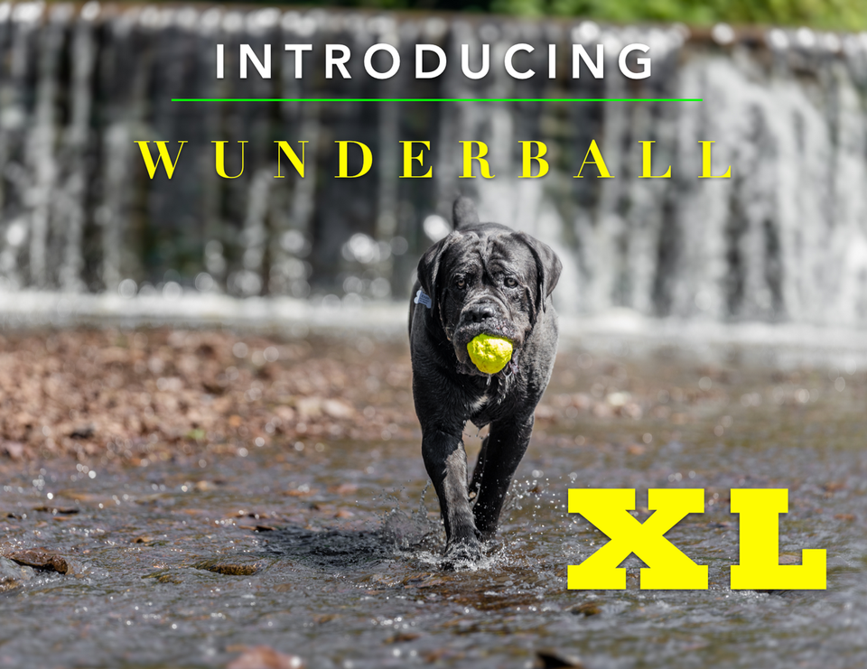 WUNDERBALL Best Dog Ball Fetch Toy Cleans Teeth Floats Indestructible ...
