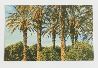 Dateland Southern California Postcard | eBay