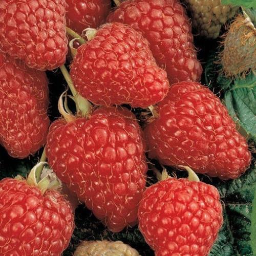 Box Of 3 Meeker Red Raspberry, 1'-2' tall live potted plant . | eBay