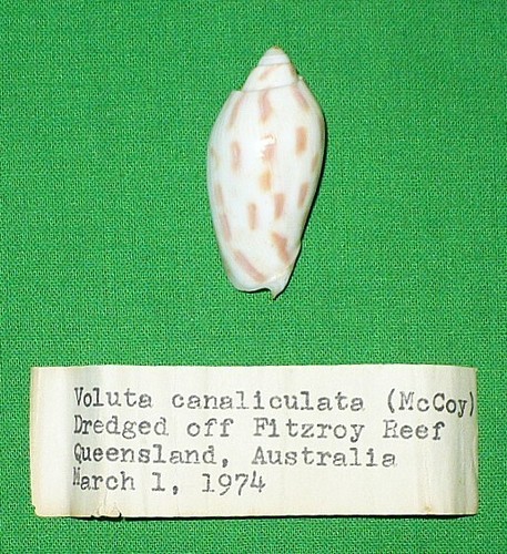 VOLUTA CANALICULATA #M4603 Fitzroy Reef, Queensland, Australia 39mm | eBay