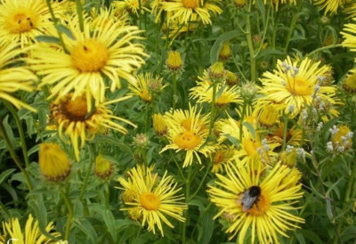 Grande Aunée, Inula helenium ♫ Graines ♫ COLLECTION d'Aromatiques ...